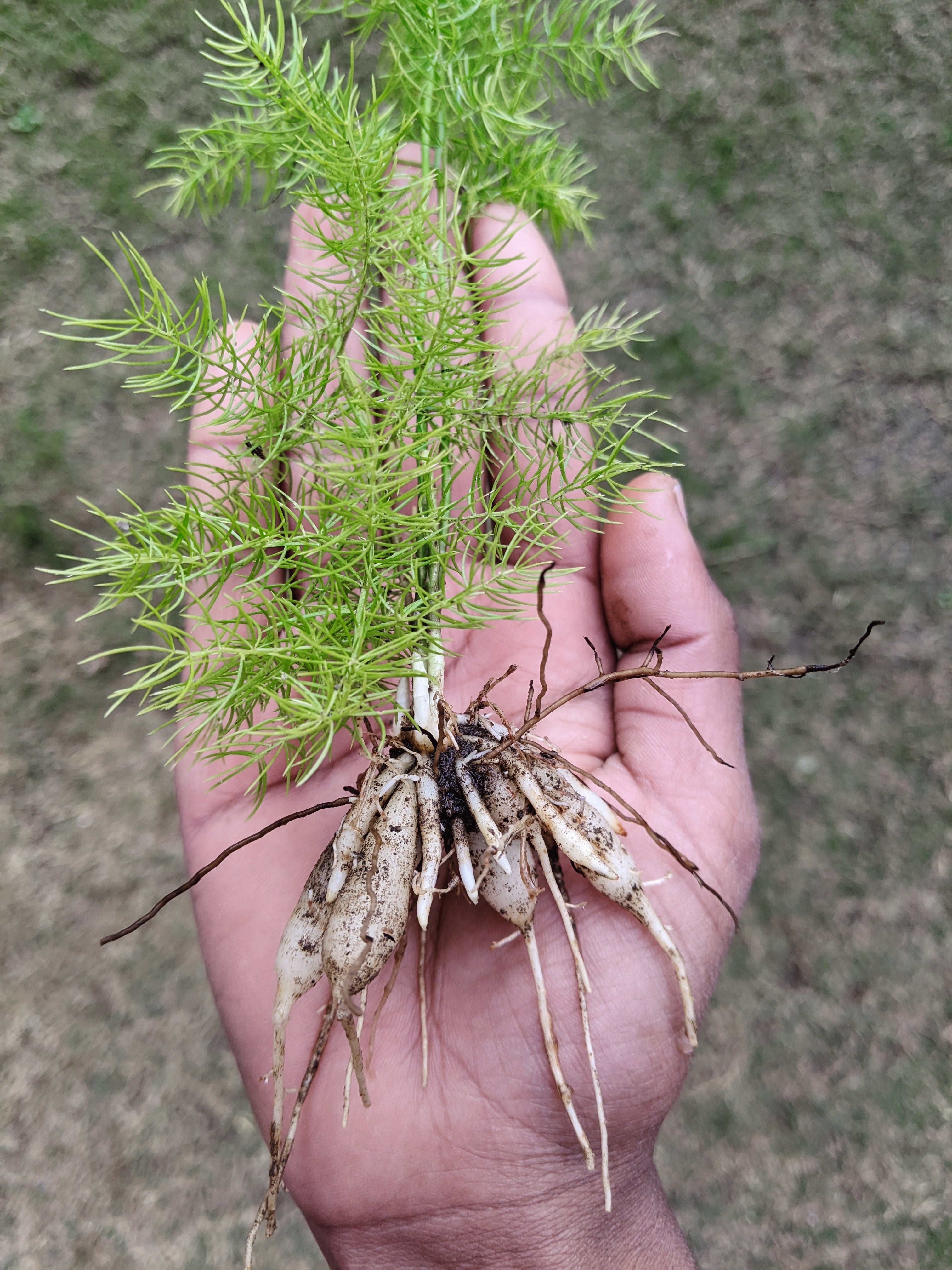 Shatavari – The benefits of Shatavari – Phyto Nectars